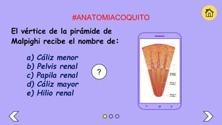 CLASE07-APAR-URINARIO ANATOMIA- II-1.pdf