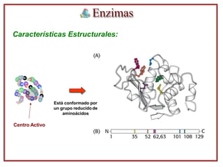 Bioquímica de las Enzimas, propiedades y tipos | PPTX