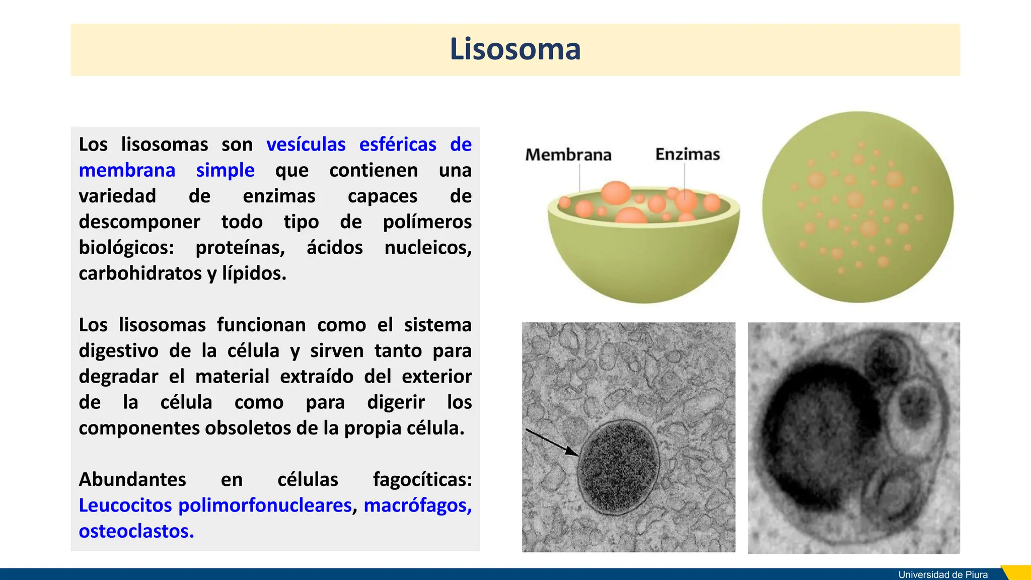 CLASE 09 - TEMA: DIGESTIÓN Y DETOXIFICACIÓN CELULAR, LISOSOMAS Y ...