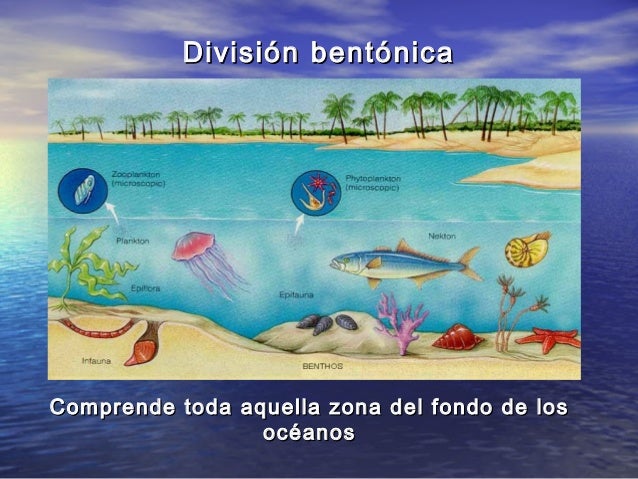 Clasificación del ambiente Marino