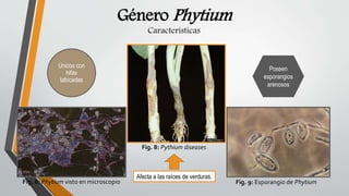 Clase Ficomicetos | PPTX