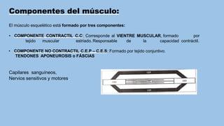 Clase 1. fisiolofia. Contraccion muscular.pptx