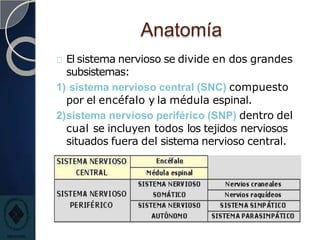 Clase 1.....SNC y SNP Neuroanatomia.pptx
