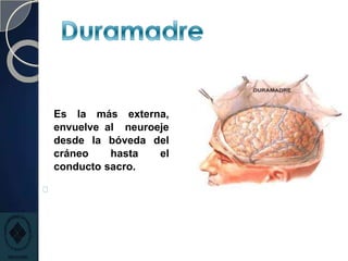 Clase 1.....SNC y SNP Neuroanatomia.pptx