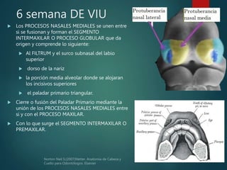 Crecimiento y desarrollo del complejo craneofacial | PPT