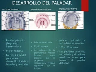 Crecimiento y desarrollo del complejo craneofacial | PPTX