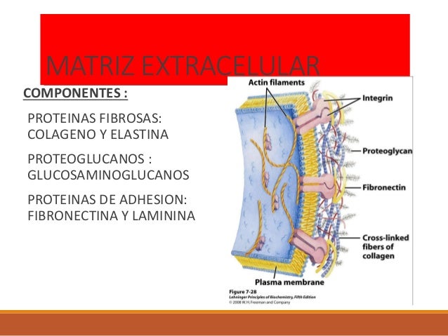 Clase1: Biología celular