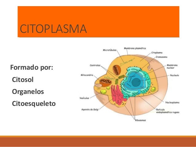 Clase1: Biología celular