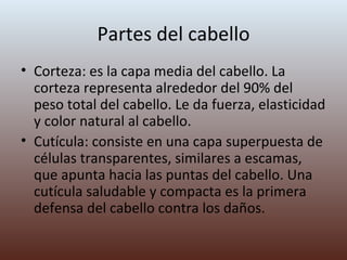 Clase #1 el cabello | PPT