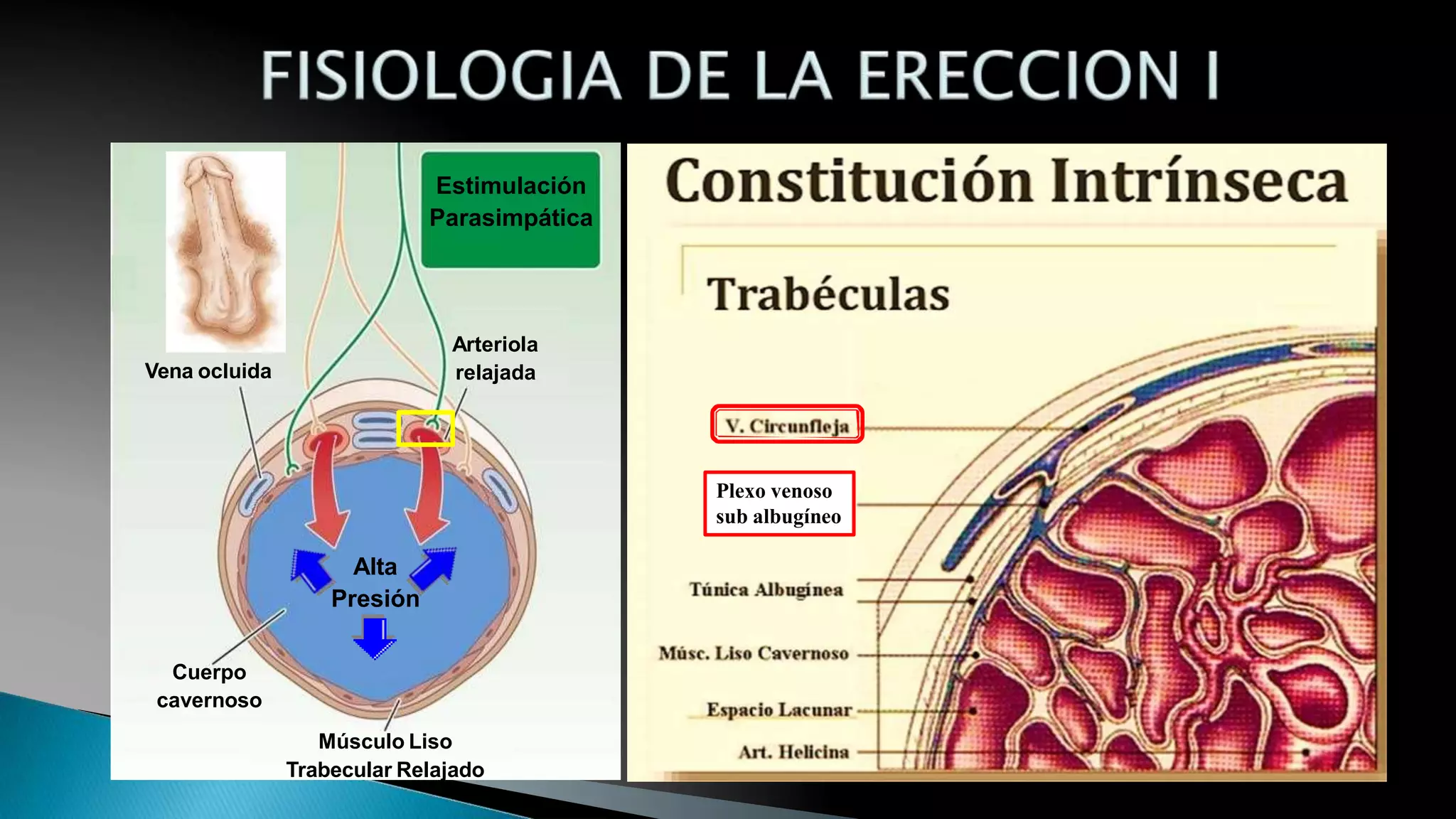CLASE 1 - Morfo fisiología de la Erección. Tipos de erección ...