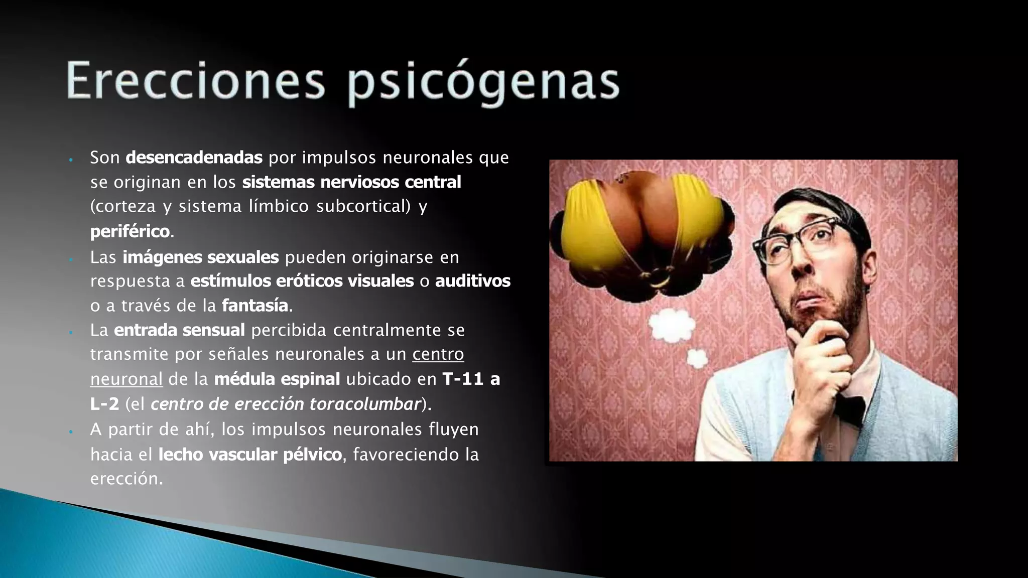 CLASE 1 - Morfo fisiología de la Erección. Tipos de erección ...