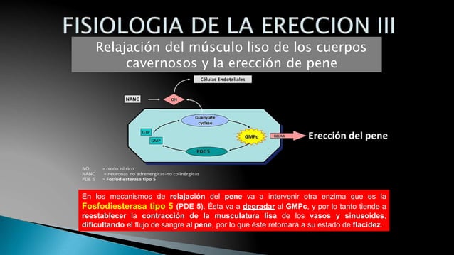CLASE 1 - Morfo fisiología de la Erección. Tipos de erección ...