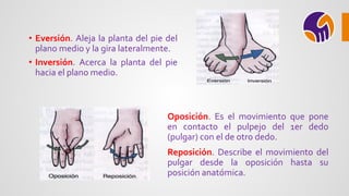 CLASE 1 - terminos y osteologia .pdf