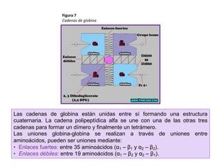 Clase 10. Hemoglobina Estructura. Síntesis. Clases. Interpretación ...