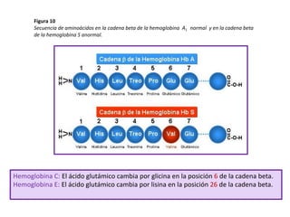Clase 10. Hemoglobina Estructura. Síntesis. Clases. Interpretación ...