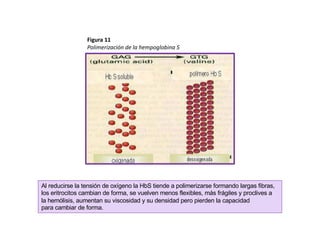 Clase 10. Hemoglobina Estructura. Síntesis. Clases. Interpretación ...