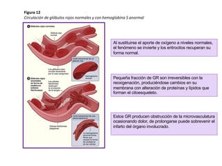 Clase 10. Hemoglobina Estructura. Síntesis. Clases. Interpretación ...