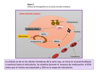 Clase 10. Hemoglobina Estructura. Síntesis. Clases. Interpretación ...