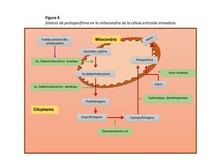 Clase 10. Hemoglobina Estructura. Síntesis. Clases. Interpretación ...