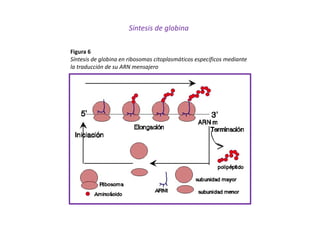 Clase 10. Hemoglobina Estructura. Síntesis. Clases. Interpretación ...