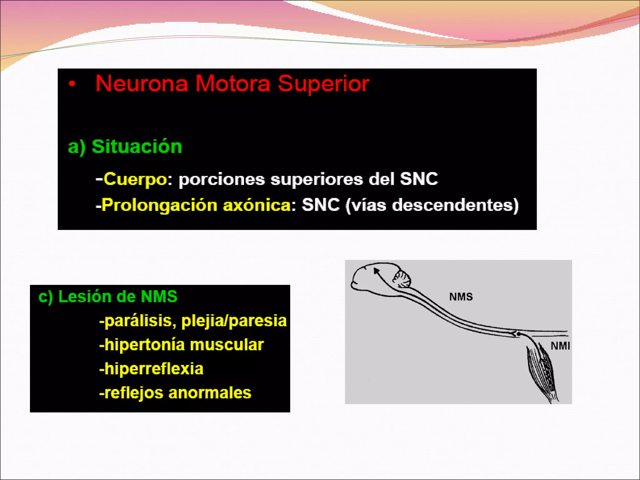 Clase 10 Lesión de Neurona Motora Superior e Inferior | PPT