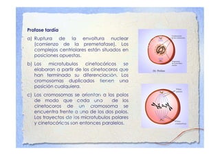 Clase 10 Ciclo Celular (Mitosis y Meiósis) | PDF