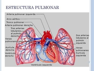 Clase 10 circulación pulmonar | PPT