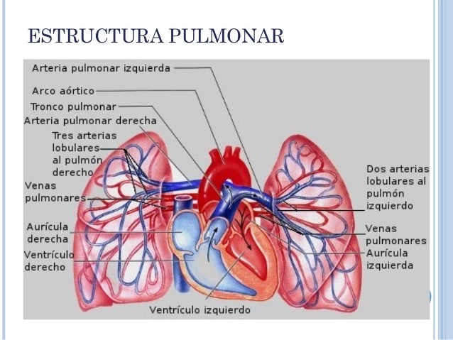 Clase 10 circulación pulmonar