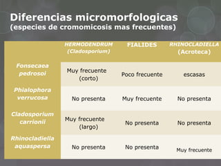 Clase 10 esporotricosis y cromoblastomicosis 2015 | PPT