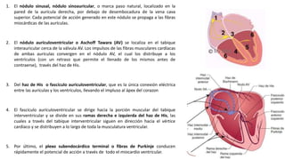 Clase 10 Fisiologia cardiaca introduccion.pptx