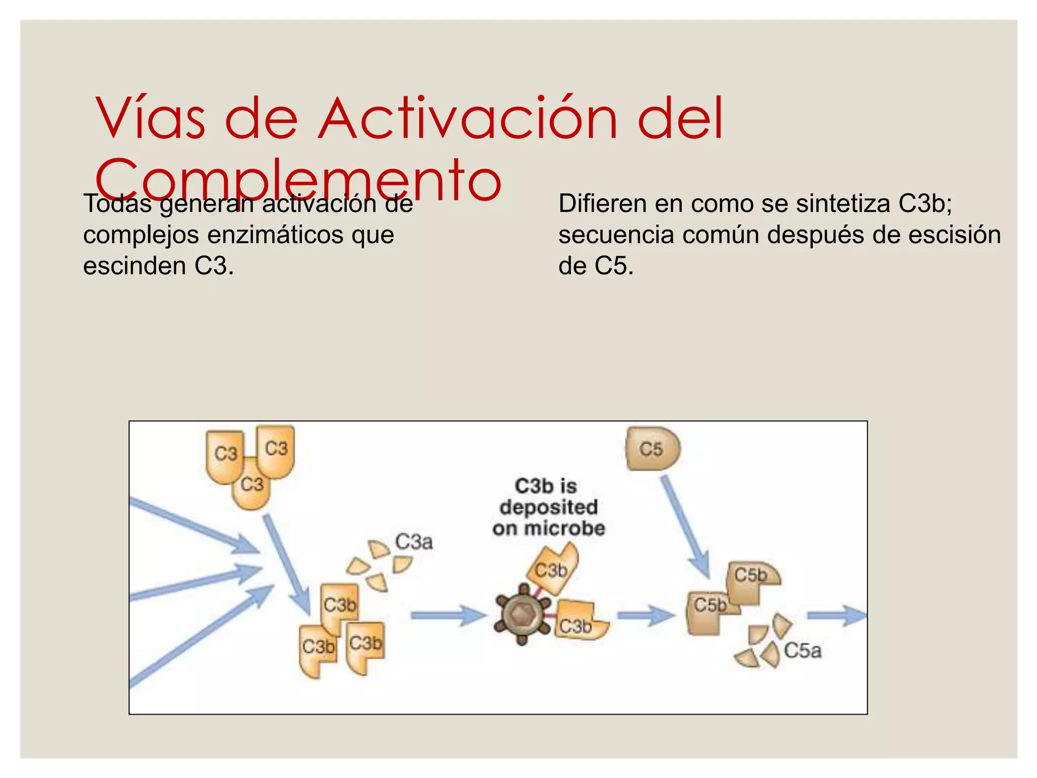Clase 10 sistema de complemento | PPTX