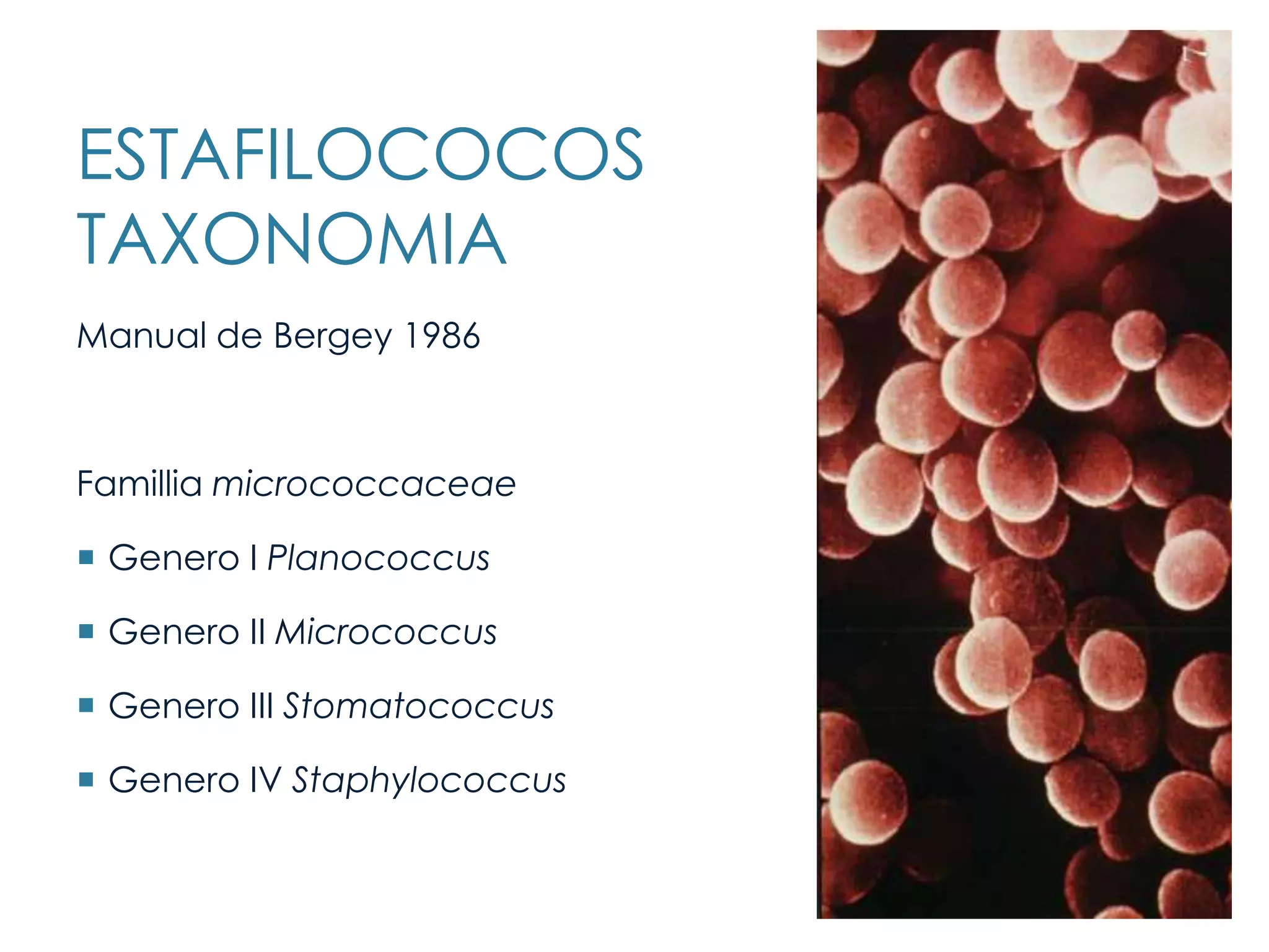Curso de Microbiología - 11 - Estafilococos | PPT | Descarga Gratuita