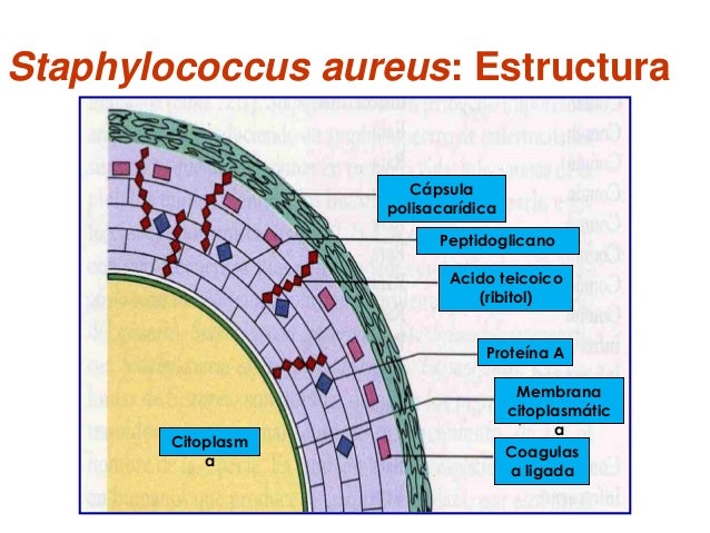 Curso de Microbiología - 11 - Estafilococos