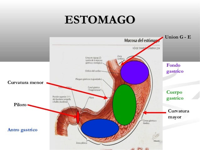 (Clase 11) abdomen