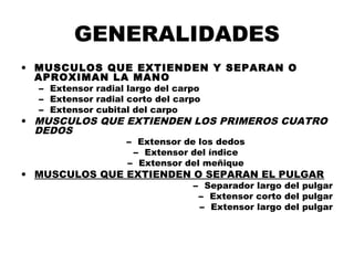 ANATOMIA EXTENSORES DE ANTEBRAZO Y MANO | PPT