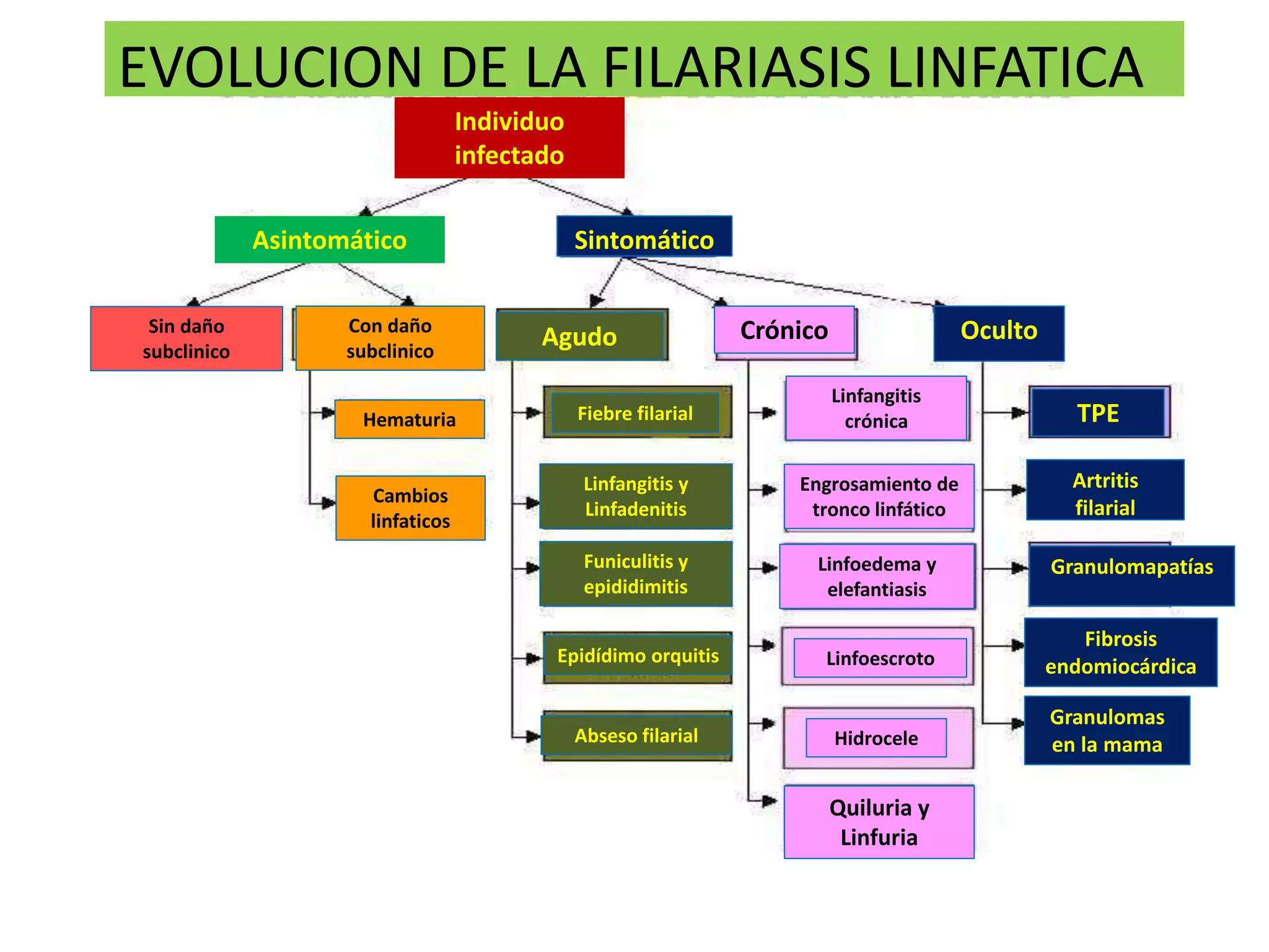 Clase 11 filariasis linfatica | PPTX
