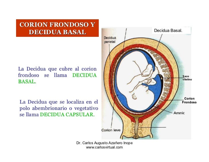 Endometrio y decidua. Consejo Preconcepcional Mind Map
