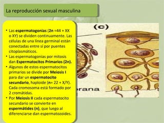 Clase 11 sistema reproductor | PPT