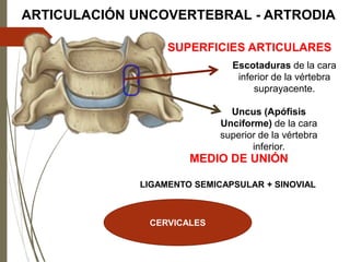 Clase 12 Artrología de Columna y Torax 2024.pdf