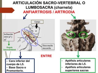 Clase 12 Artrología de Columna y Torax 2024.pdf