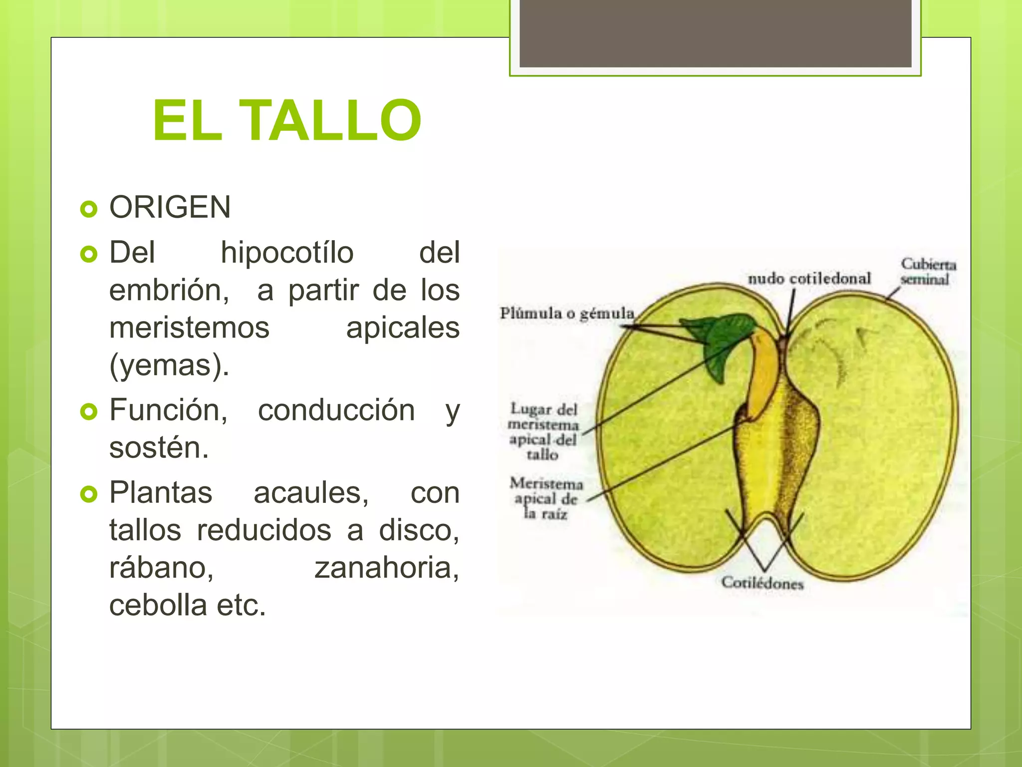 Clase 12 el tallo | PPTX