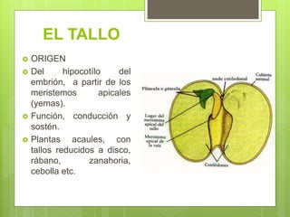 Clase 12 el tallo | PPTX