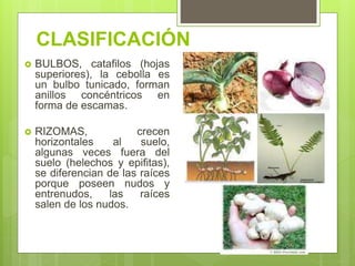 Clase 12 el tallo | PPTX