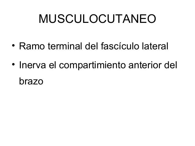 Anatomia Del Brazo Y Sus Nervios