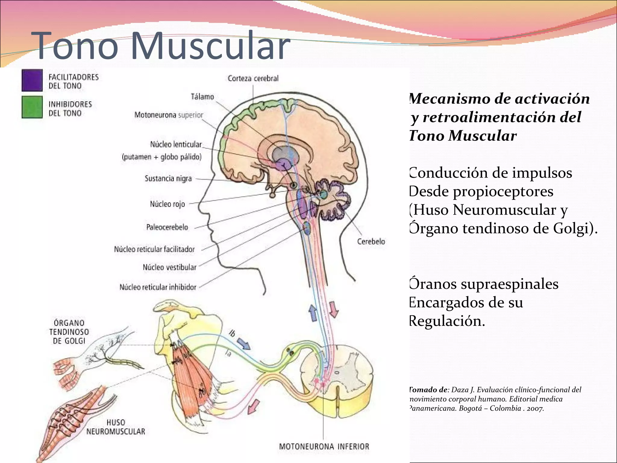 Clase 12 Tono Muscular Normal y sus alteraciones | PPT