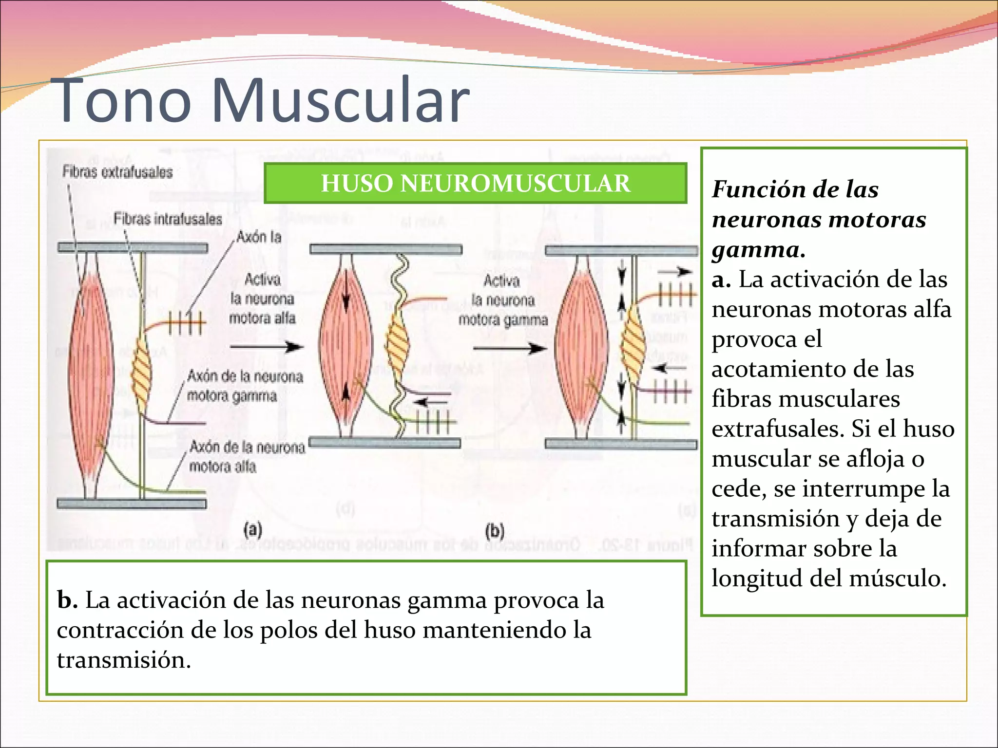 Clase 12 Tono Muscular Normal y sus alteraciones | PPT