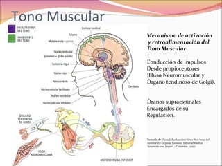 Clase 12 Tono Muscular Normal y sus alteraciones | PPT