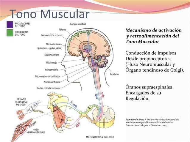 Clase 12 Tono Muscular Normal y sus alteraciones | PPT