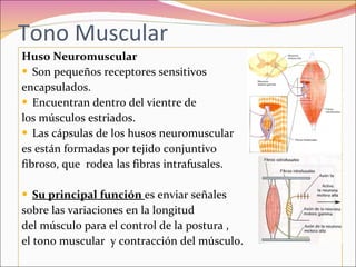Clase 12 Tono Muscular Normal y sus alteraciones | PPT