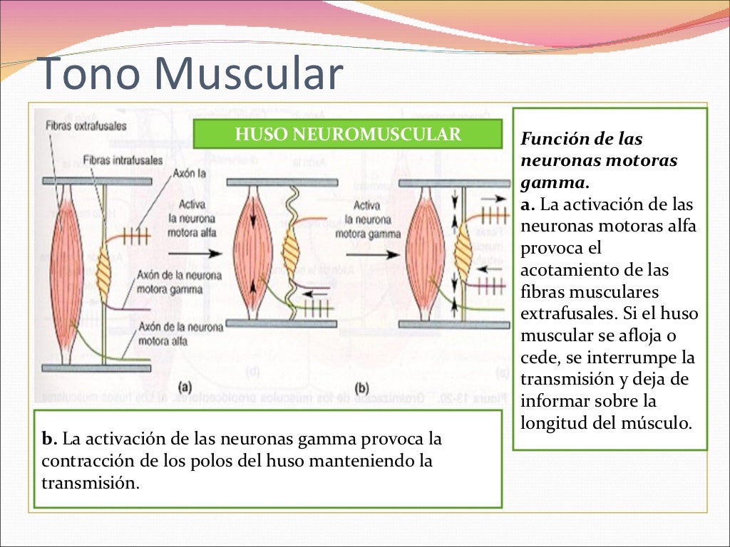 Clase 12 Tono Muscular Normal y sus alteraciones